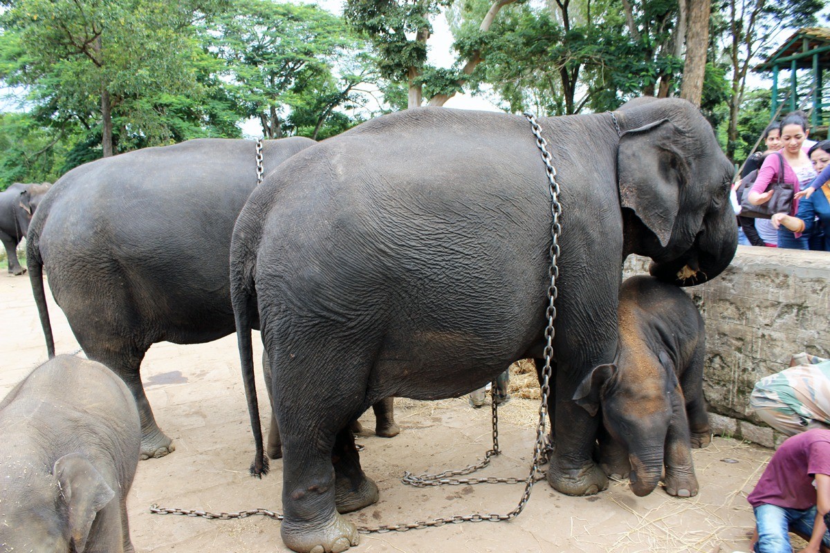 COVID-19 Provides An Opportunity For Captive Elephants ...