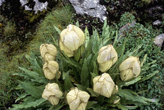Rare Himalayan Flowers Blooming Amid Pandemic Pollution Reduction ...