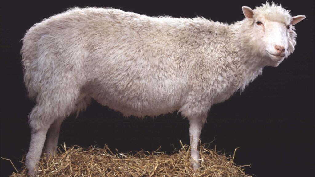 Dolly the Sheep: 26 Years Later, a Groundbreaking Scientific ...