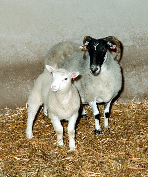 Dolly the Sheep: 26 Years Later, a Groundbreaking Scientific ...