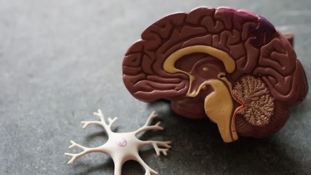 World's 1st Case: Live Worm Discovered in Australian Woman's Brain ...